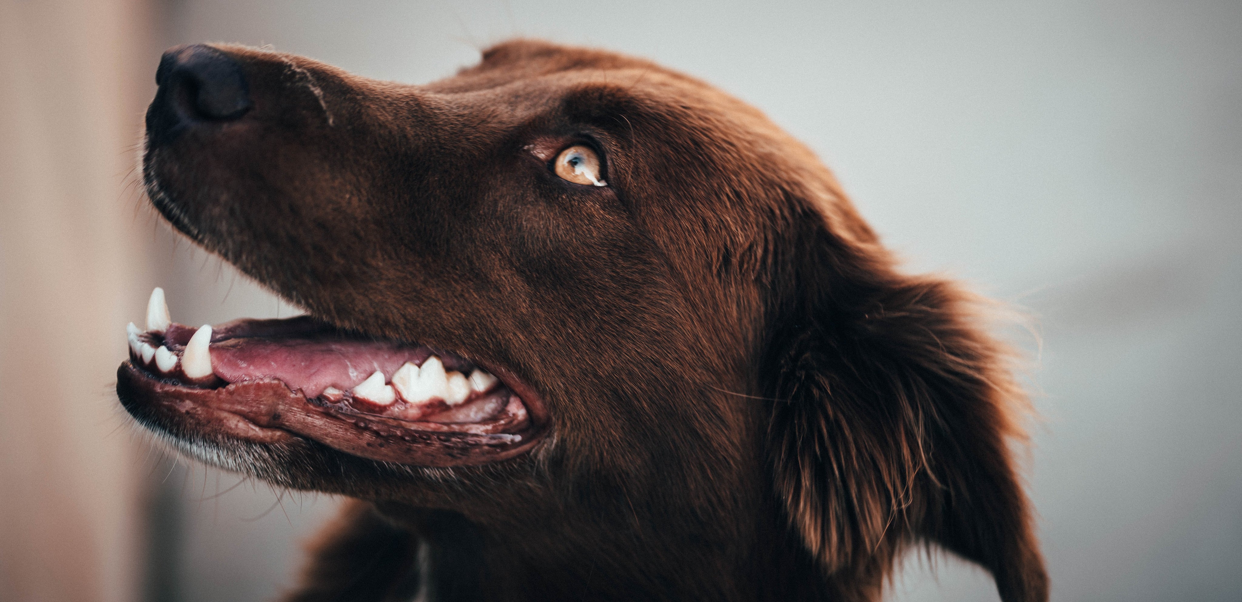 Slobber Factories: Dog Wellness Starts with Mouth Care | Checkpup