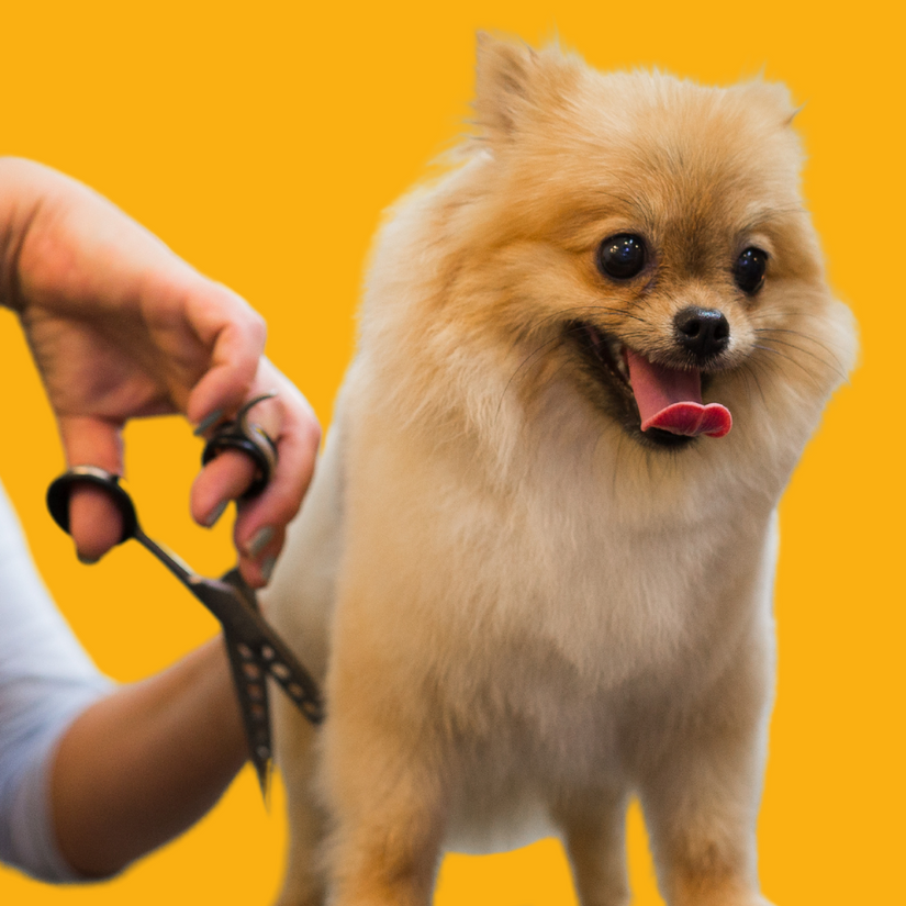 Dog Wellness Test Kit - Checkpup | Checkpup